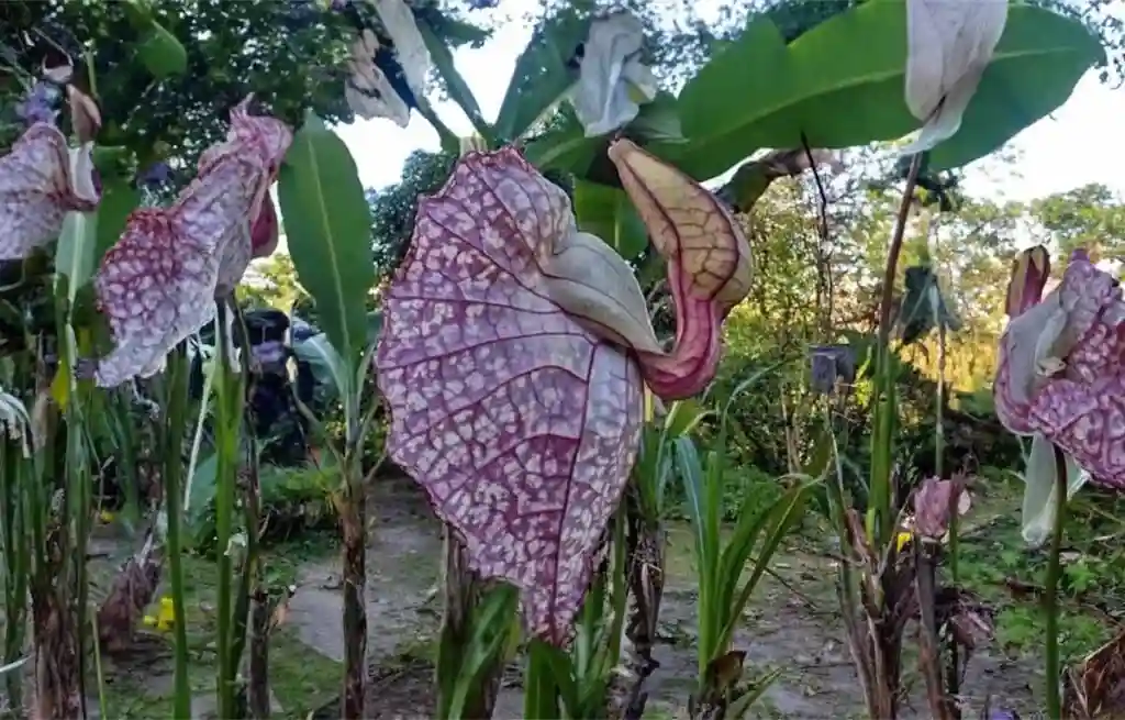 Duck Flower Benefits: Health Benefits of Tacca Palmata | Career Updraft